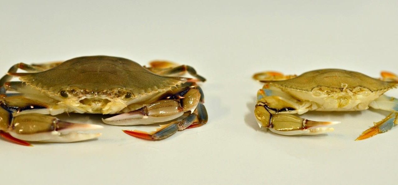 Siri Azul: Características e Fotos | Mundo Ecologia