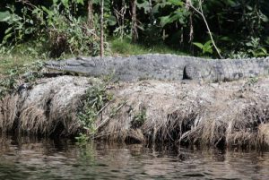 Mamíferos do Mangue: Espécies e Fotos | Mundo Ecologia