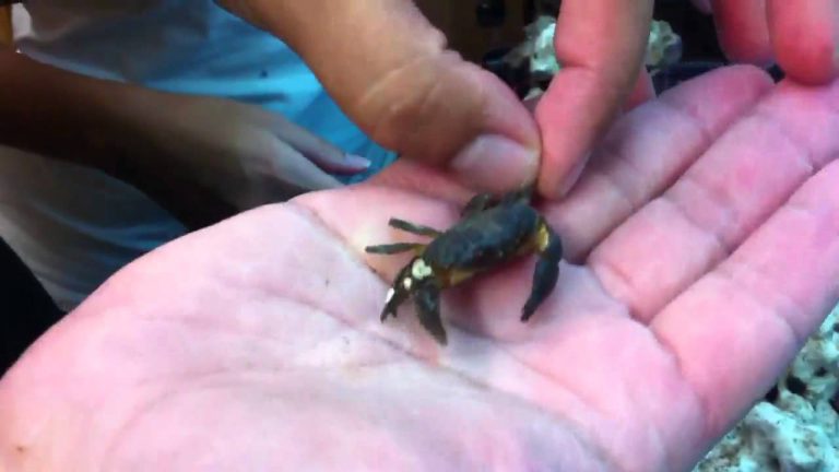 Siri Azul: Características e Fotos | Mundo Ecologia