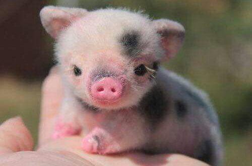 Reprodução Do Porco, Filhotes E Período De Gestação | Mundo Ecologia