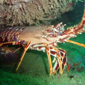 Lagosta Verde: Características, Fotos e Nome Cientifico – Mundo Ecologia