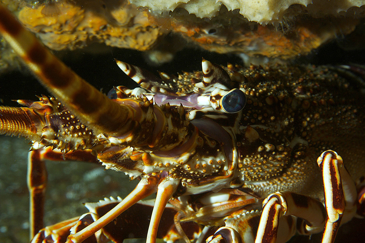 Lagosta Verde: Características, Fotos e Nome Cientifico – Mundo Ecologia