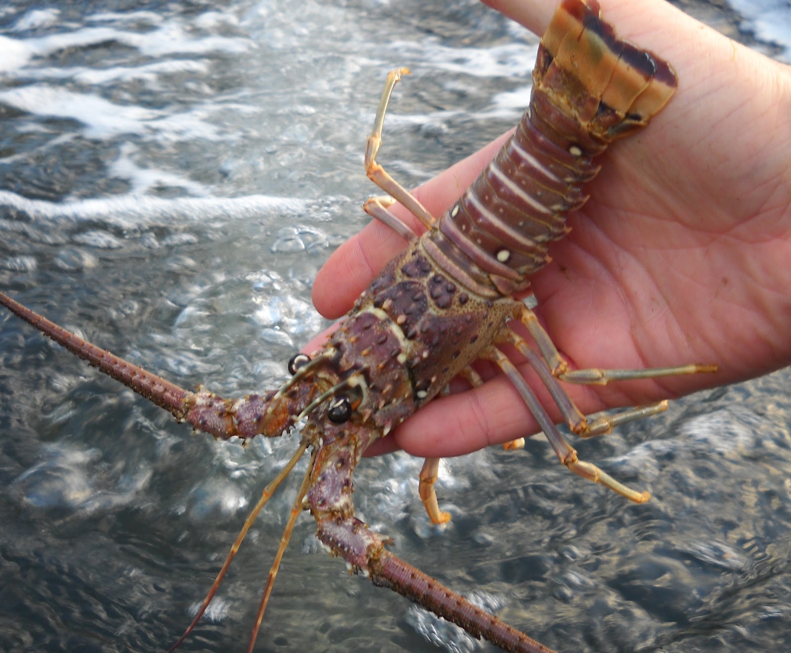 Lagosta Verde: Características, Fotos e Nome Cientifico | Mundo Ecologia