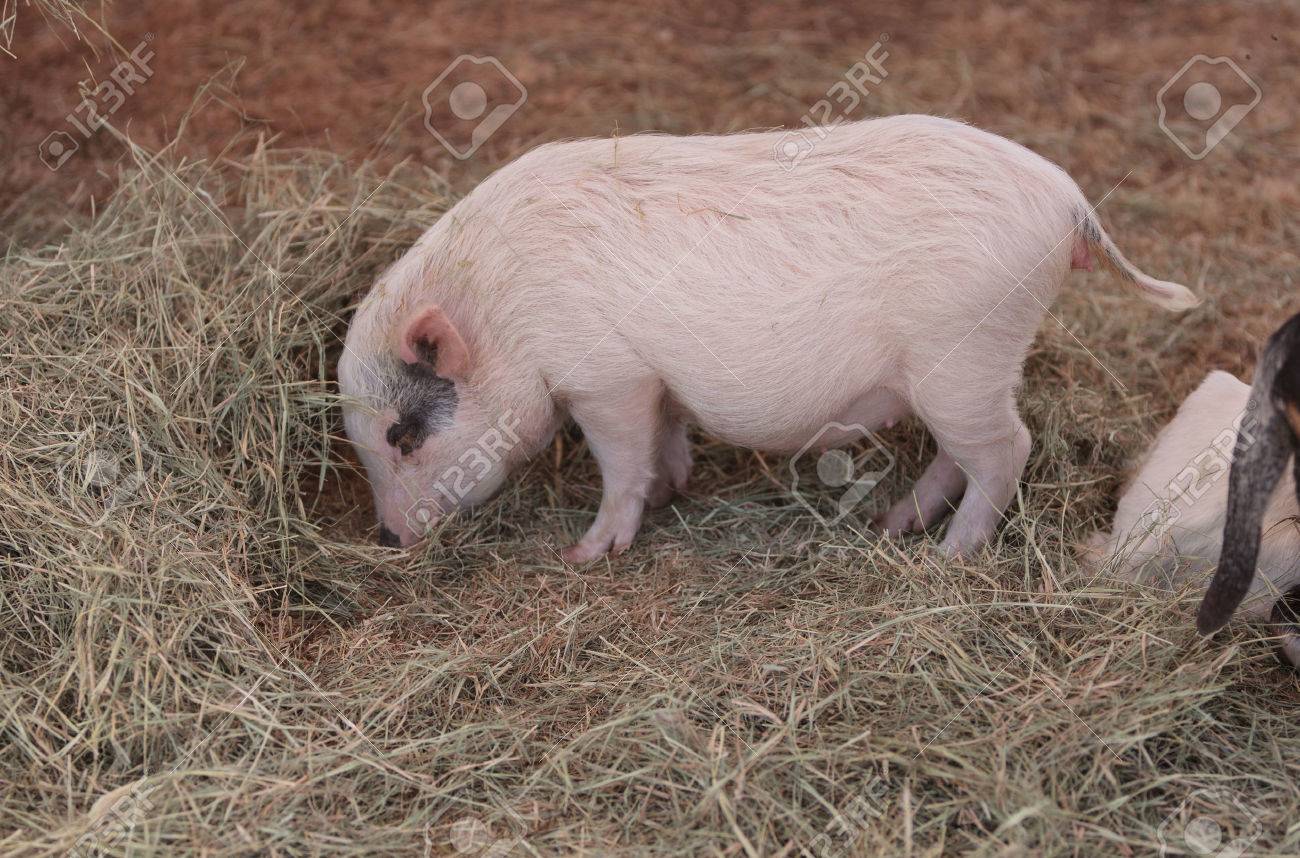 Porco Branco: Raças, Curiosidades, Peso e Tamanho | Mundo Ecologia