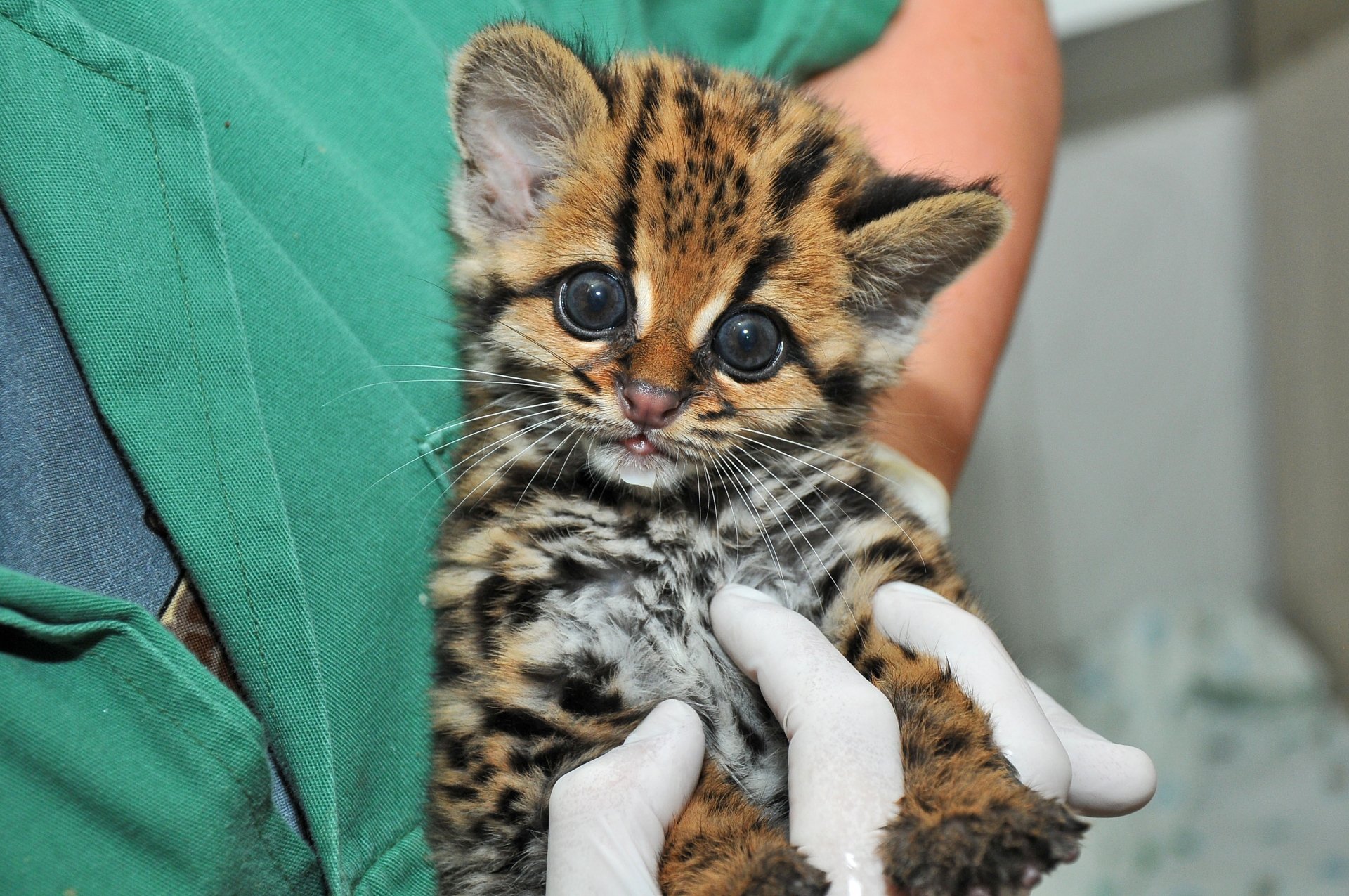 Gato-Maracajá Leopardus: Características e Fotos – Mundo Ecologia
