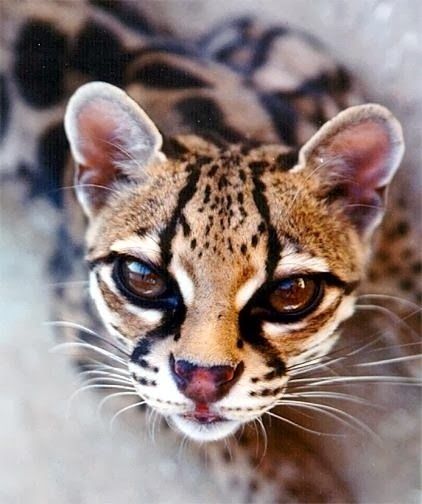 Gato-Maracajá Leopardus: Características e Fotos – Mundo Ecologia