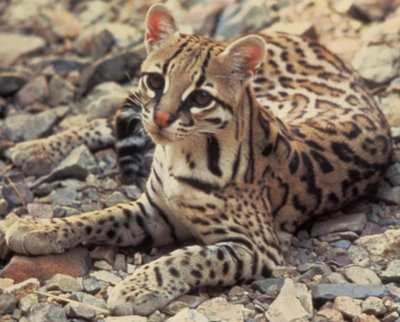 Gato-Maracajá Leopardus: Características e Fotos – Mundo Ecologia