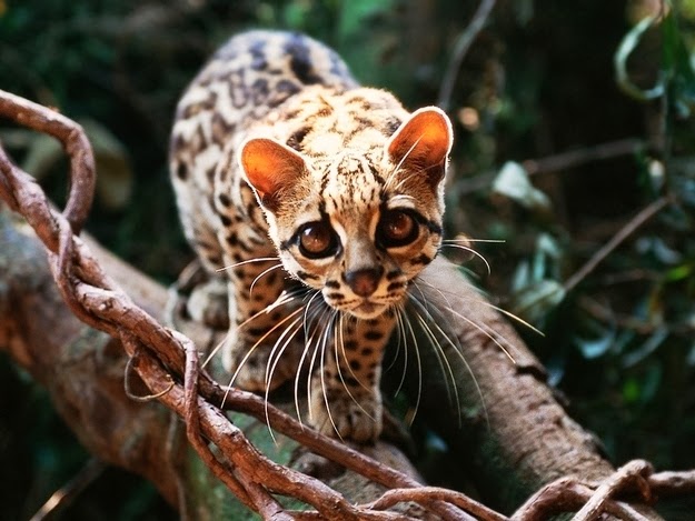 Gato-Maracajá Leopardus: Características e Fotos – Mundo Ecologia