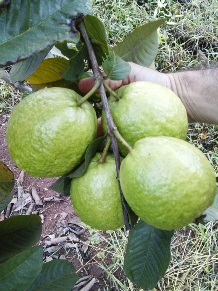 Goiaba Gigante Chinesa: Características e Fotos – Mundo Ecologia