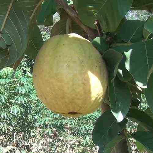 Goiaba Paluma Branca Existe? Características E Fotos – Mundo Ecologia