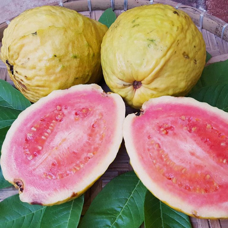 Pé de Goiaba Tailandesa em Vaso: Como Plantar as Mudas? | Mundo Ecologia