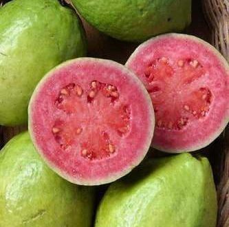 Pé de Goiaba Tailandesa em Vaso: Como Plantar as Mudas? | Mundo Ecologia