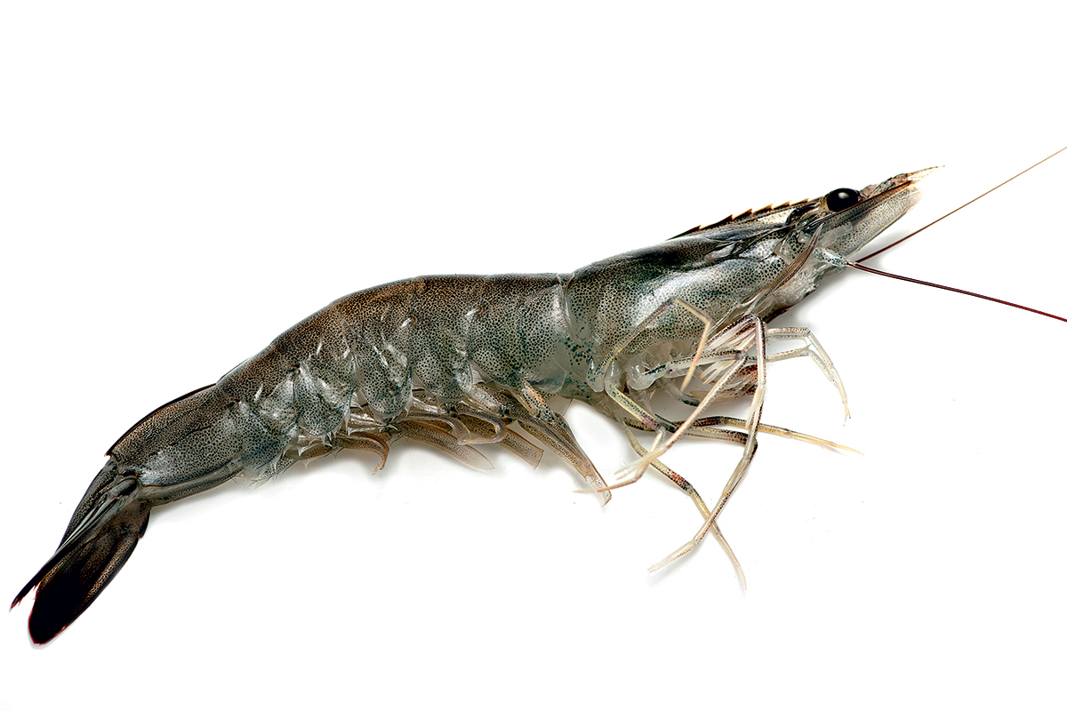 Camarão VG x Camarão VM: O que são? Quais as Diferenças? – Mundo Ecologia