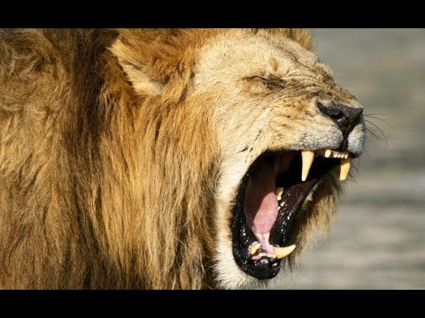 Comportamento do Leão e Modo de Vida | Mundo Ecologia