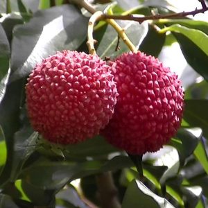 Origem da Lichia, História da Fruta e Fotos | Mundo Ecologia