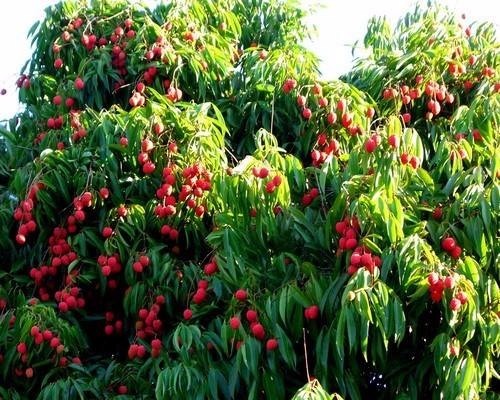 Origem da Lichia, História da Fruta e Fotos | Mundo Ecologia