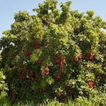 Origem da Lichia, História da Fruta e Fotos | Mundo Ecologia
