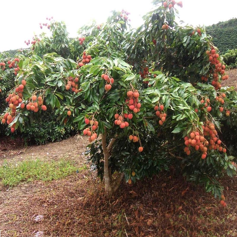 Origem da Lichia, História da Fruta e Fotos | Mundo Ecologia