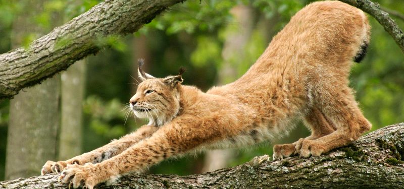 Alimentação do Lince: o Que eles Comem? | Mundo Ecologia