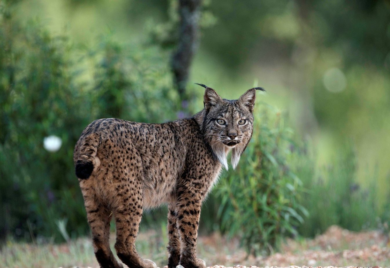 Características do Lince: Ficha Técnica, Peso e Altura | Mundo Ecologia