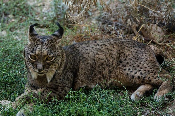 Características do Lince: Ficha Técnica, Peso e Altura | Mundo Ecologia