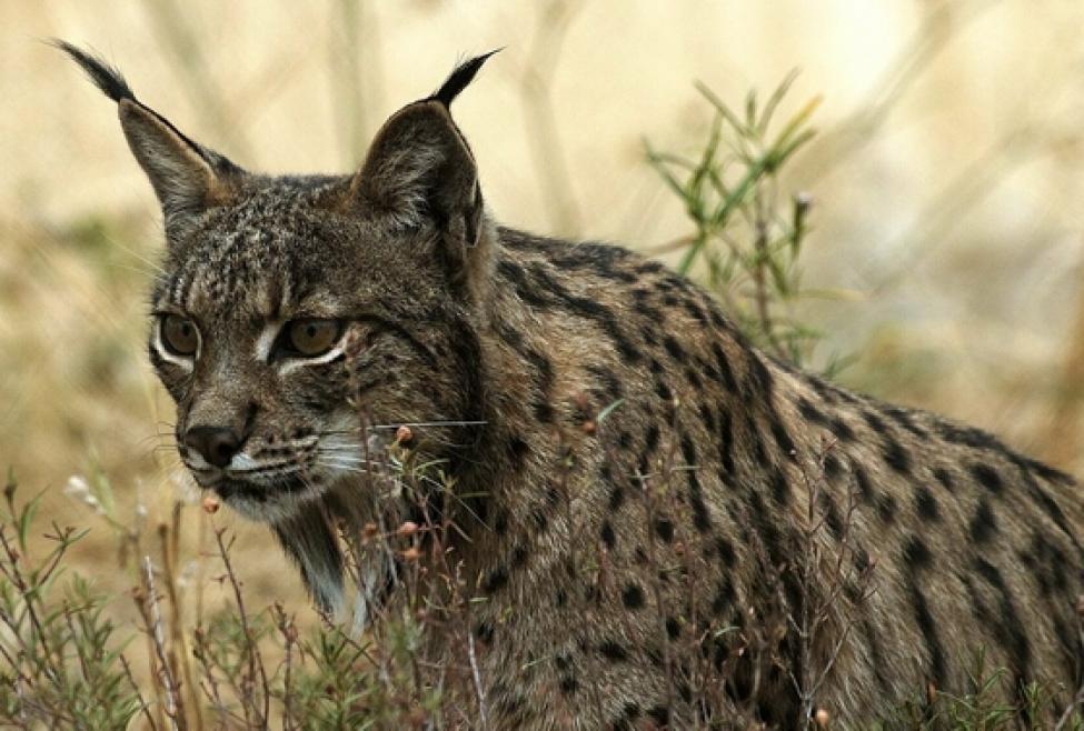 Características do Lince: Ficha Técnica, Peso e Altura | Mundo Ecologia