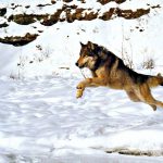 Lobo Características de Personalidade e Psicológicas – Mundo Ecologia
