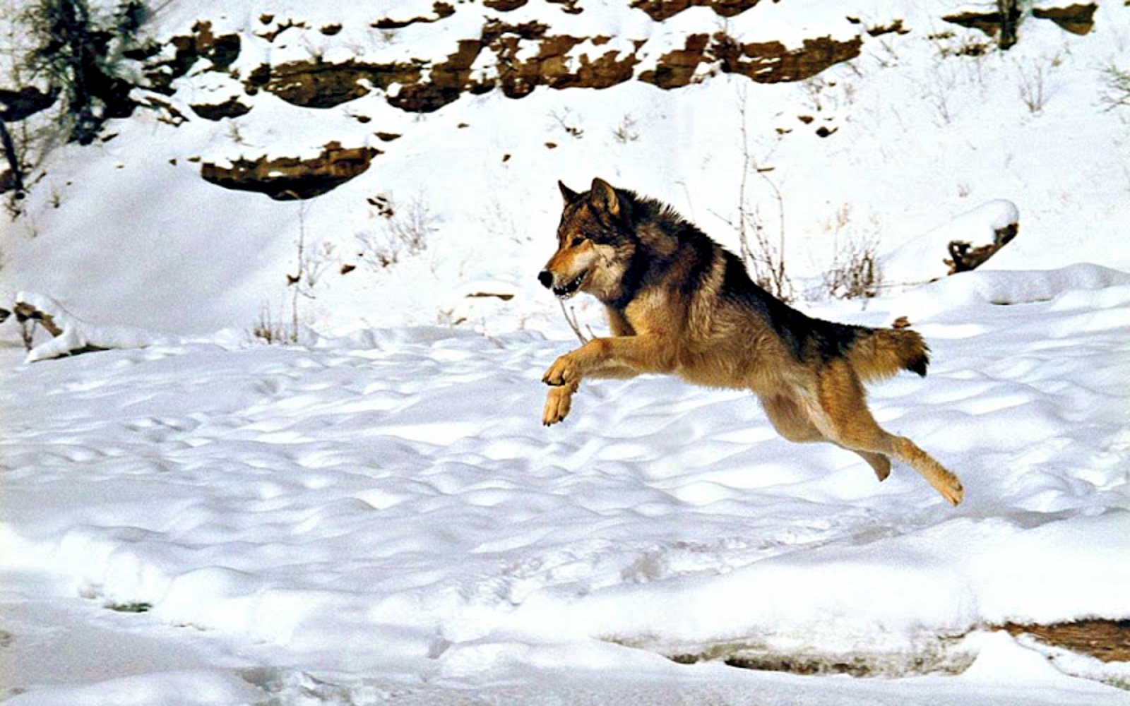 Lobo Características de Personalidade e Psicológicas – Mundo Ecologia