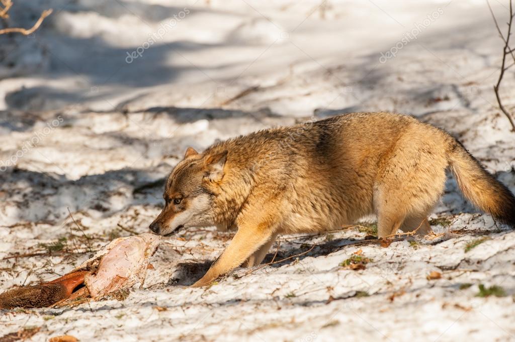 Lobo Características de Personalidade e Psicológicas – Mundo Ecologia
