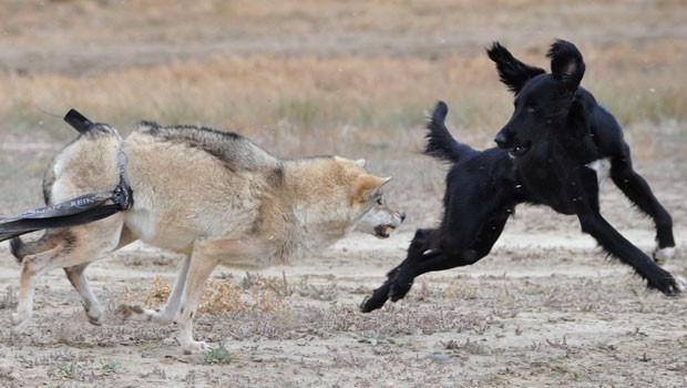 Lobo Características de Personalidade e Psicológicas – Mundo Ecologia
