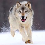Lobo Características de Personalidade e Psicológicas – Mundo Ecologia
