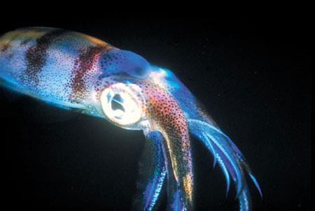 Curiosidades Sobre a Lula e Fatos Interessantes | Mundo Ecologia