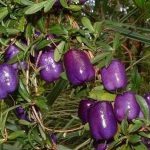 Maçã Roxa é Comestível? Mudas do Pé, Benefícios e Calorias | Mundo Ecologia