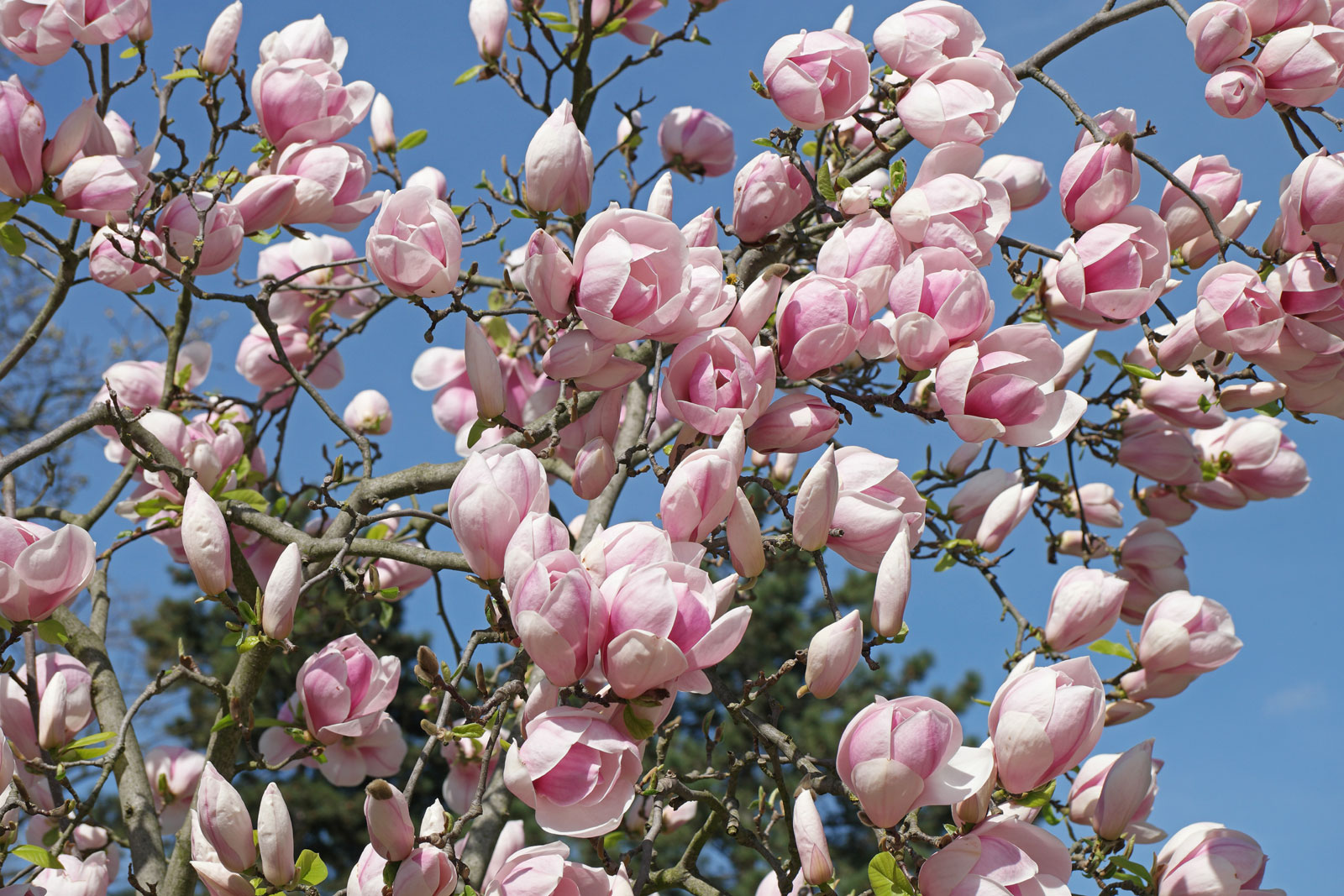 Árvore Magnólia Rosa: Características, Nome Científico e Fotos | Mundo ...