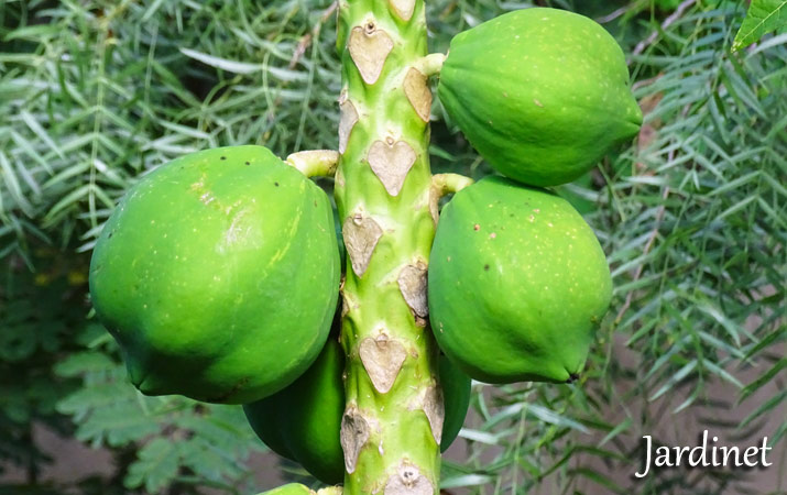 Mamão Fêmea: O que é? Como Diferenciar e Saber se o Pé é Fêmea? | Mundo ...