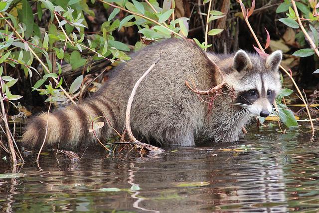 Mamíferos do Mangue: Espécies e Fotos | Mundo Ecologia