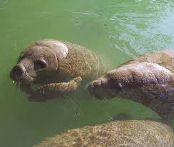 Mamíferos do Mangue: Espécies e Fotos | Mundo Ecologia