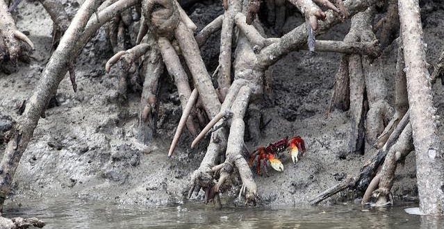 Mamíferos do Mangue: Espécies e Fotos | Mundo Ecologia