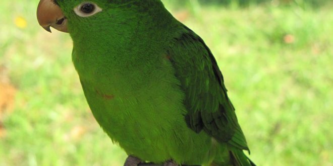 Maritaca Ou Maitaca? Qual É O Certo De Escrever? | Mundo Ecologia