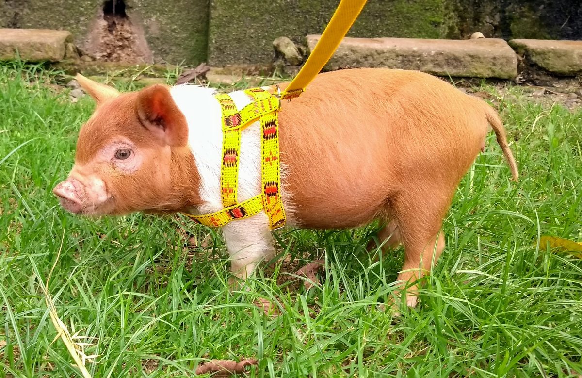 Raças De Porcos Pequenos E Mini No Brasil – Mundo Ecologia