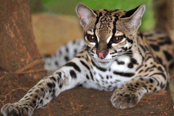 Gato-Maracajá Leopardus: Características e Fotos – Mundo Ecologia