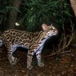 Gato-Maracajá Leopardus: Características e Fotos – Mundo Ecologia