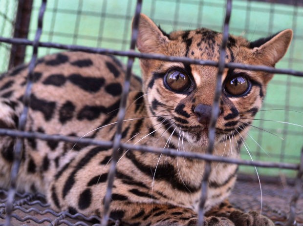 Gato-Maracajá Leopardus: Características e Fotos – Mundo Ecologia