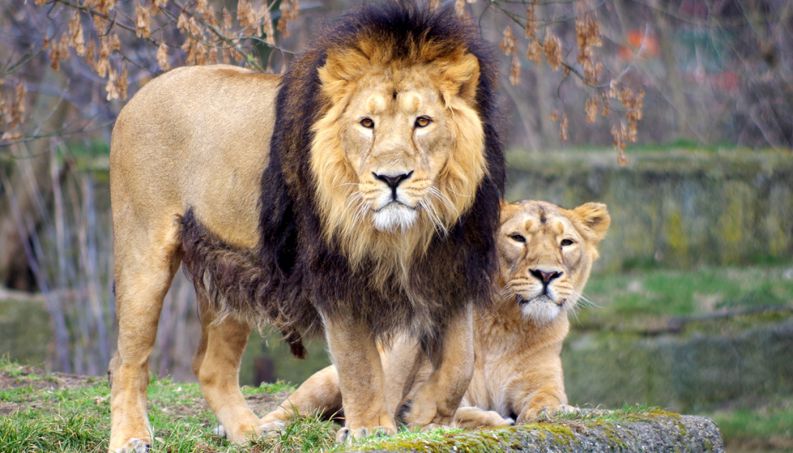 Curiosidades Sobre o Leão, a Leoa e Fatos Interessantes – Mundo Ecologia