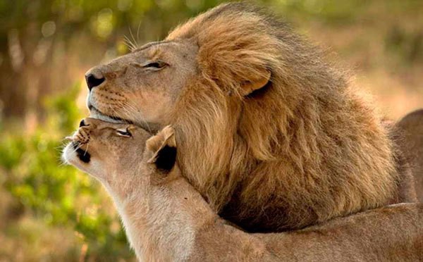 Curiosidades Sobre o Leão, a Leoa e Fatos Interessantes – Mundo Ecologia