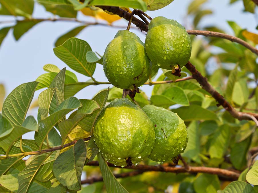 Poda de Produção, Goiaba, Época Certa e Melhor Mês | Mundo Ecologia