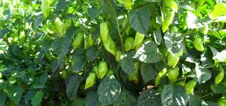 Pimenta De Cheiro: Para Que Serve? Como Usar? | Mundo Ecologia