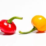 Pimenta Saco de Bode Arde? Quais os Seus Benefícios? | Mundo Ecologia