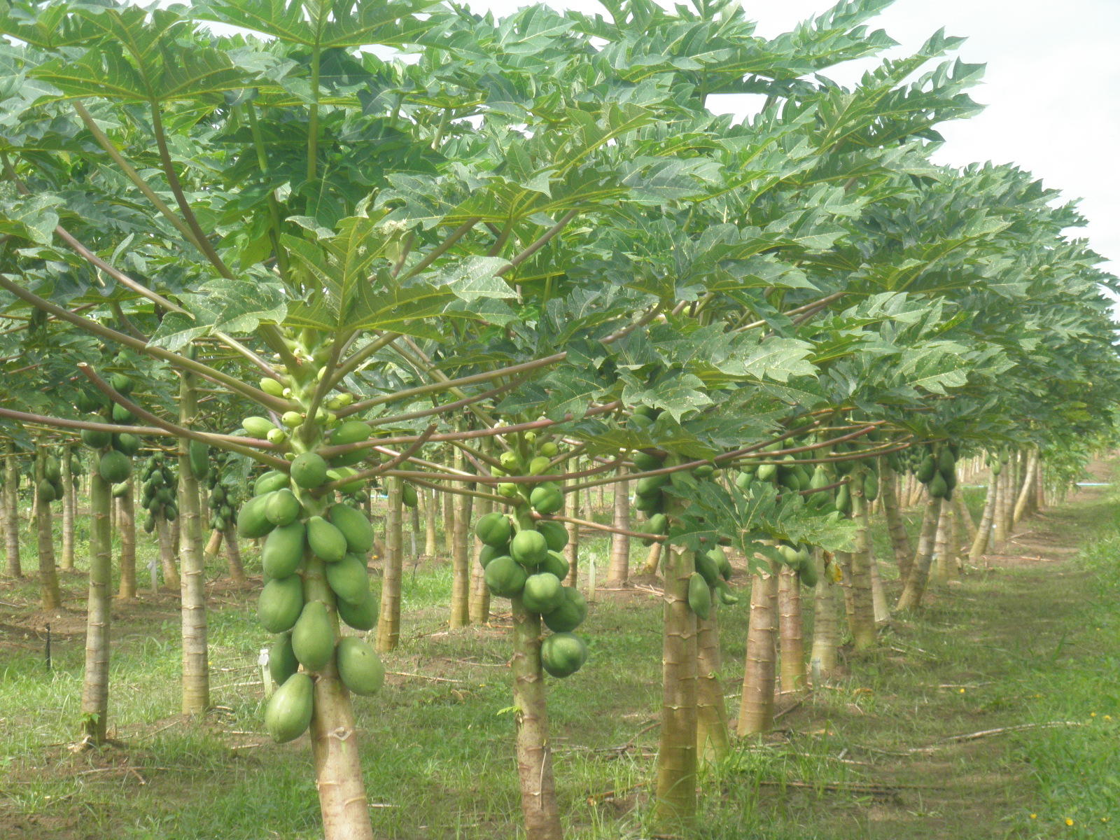 Tudo Sobre o Mamão, Sua Produção e Colheita – Mundo Ecologia