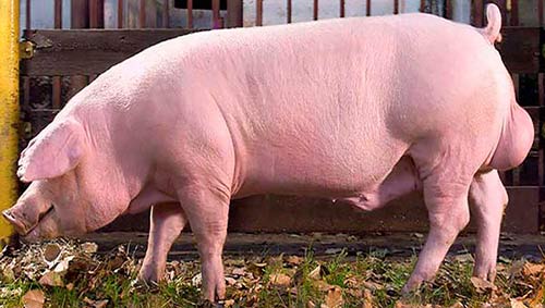 Porco Doméstico Landrace: Características e Fotos | Mundo Ecologia